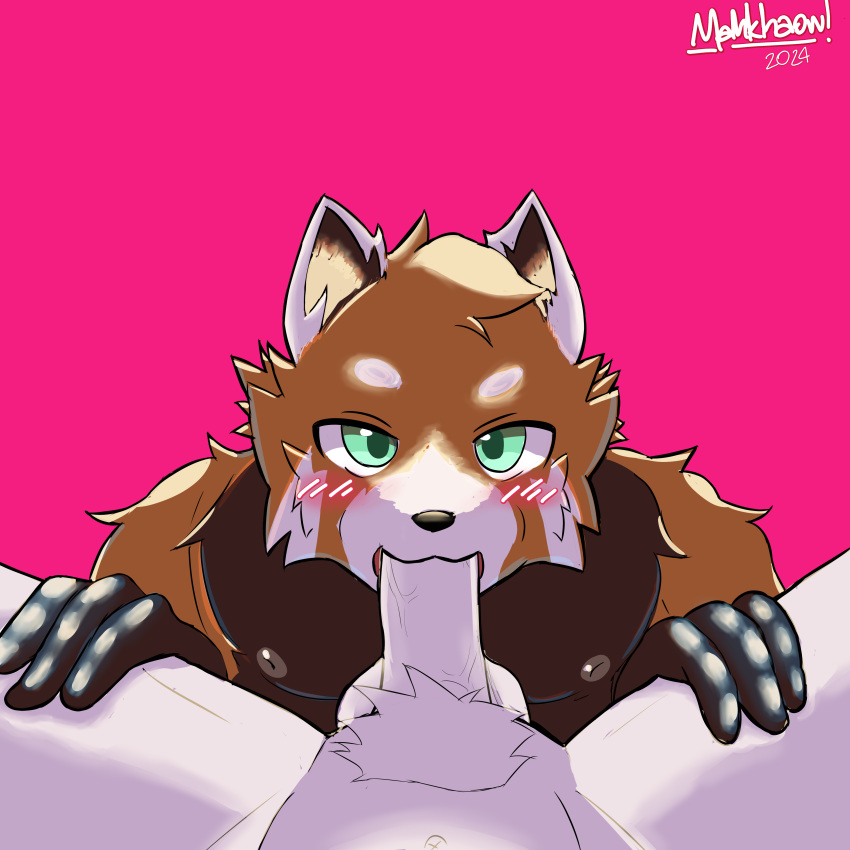Rule 34 1 1 Absurd Res Aceto Acetofurtuber Ailurid Anthro Blushing At