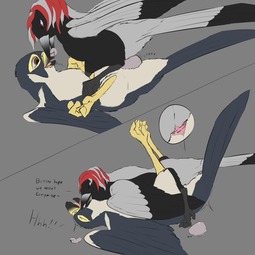 Rule 34 Artamid Australian Magpie Avian Bird Bodily Fluids Cloaca Juice Cloacal Cloacal Kiss